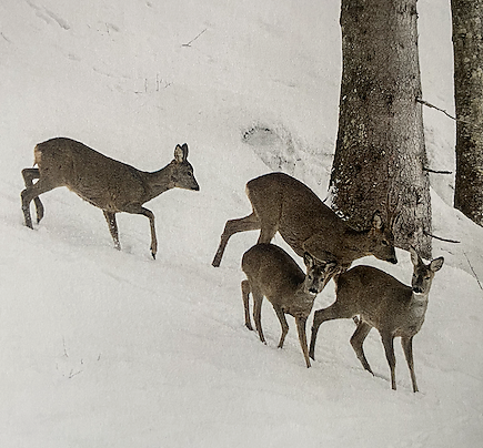 Genauer betrachtet - Rehwild im Portrait - TopHunt GmbH
