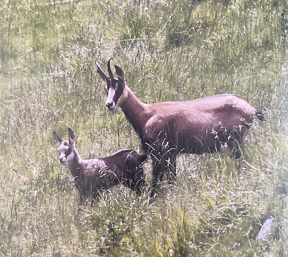 A closer look - the chamois in portrait - TopHunt GmbH