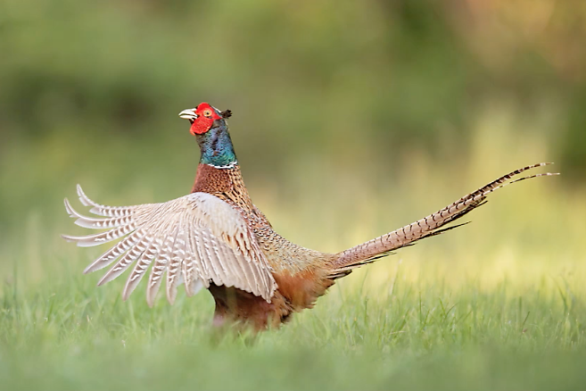 Genauer betrachtet - Der Fasan im Portrait - TopHunt GmbH