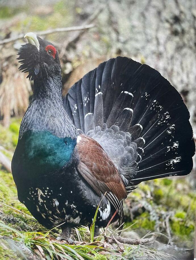 A closer look - the capercaillie in portrait - TopHunt GmbH