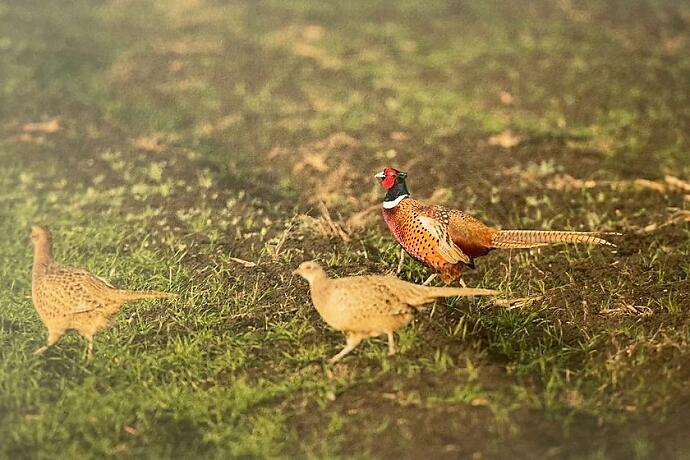 A closer look - the pheasant in portrait - TopHunt GmbH