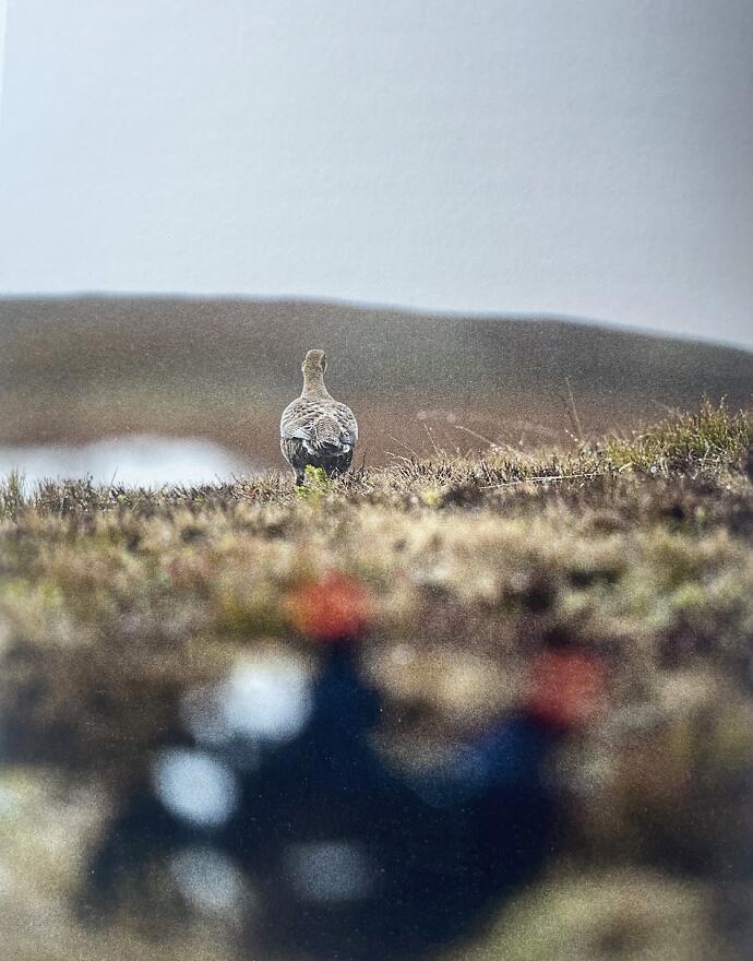 A closer look - the black grouse in portrait - TopHunt GmbH